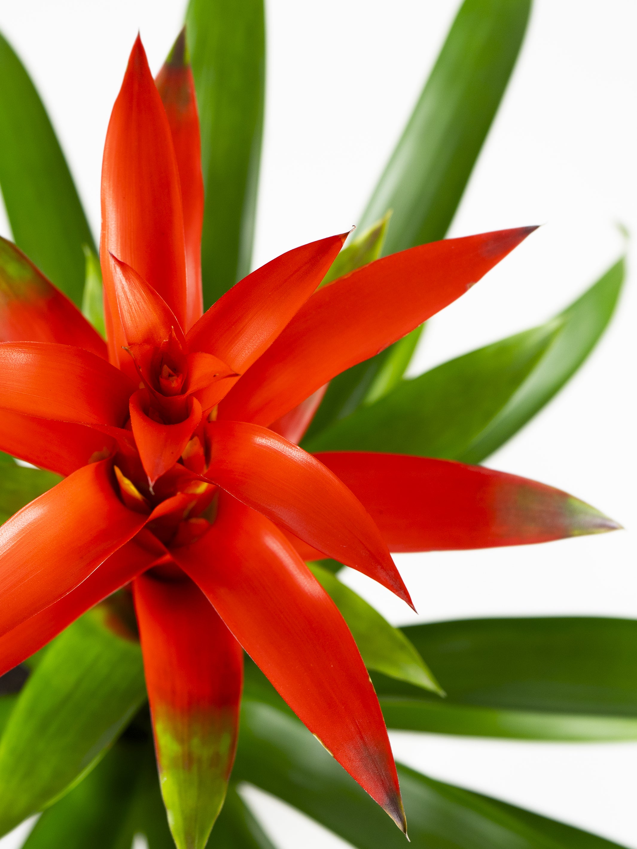 Guzmania Cuidados: El mejor método para cuidar tu planta – nāu green