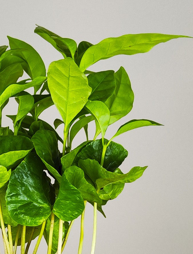 Arabica Coffee Care: A Guide to Growing Your Own Coffee at Home – nāu green