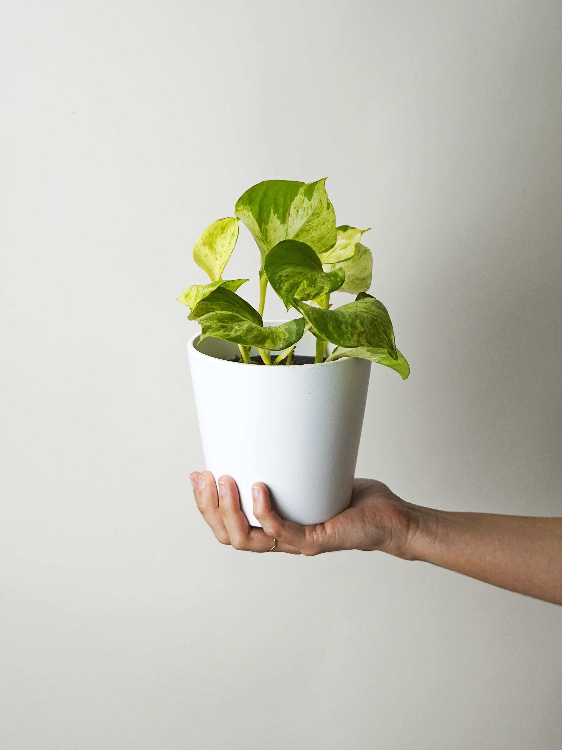 Potho Happy Leaf | Plants at home | Potus | nāu green