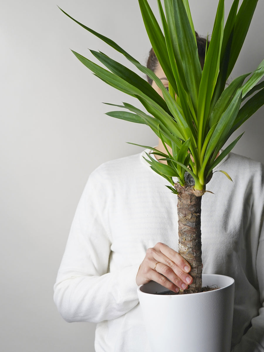 Yuca | Yucca | Pie de elefante | Plantas a domicilio | Nāu Green – nāu ...