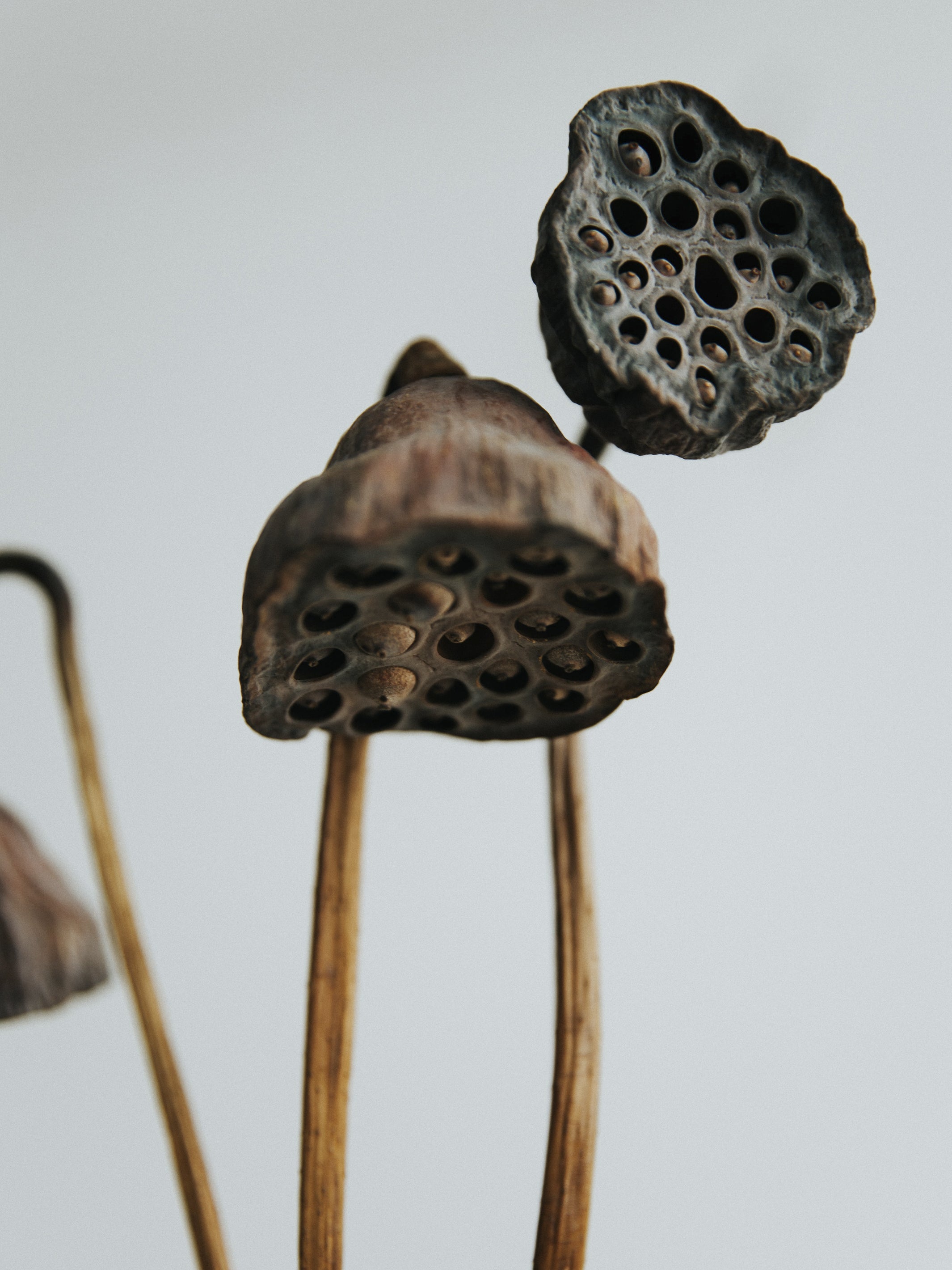 Preserved Lotus | Flowers at home | Nau Green – nāu green